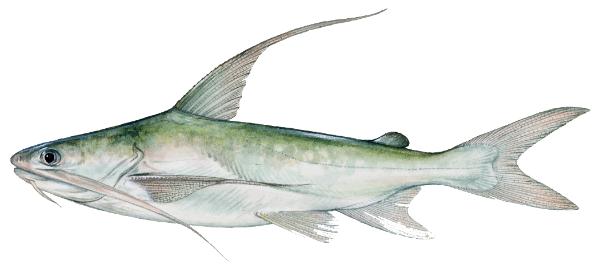 FISHIDENTIFICATION-BYNAME